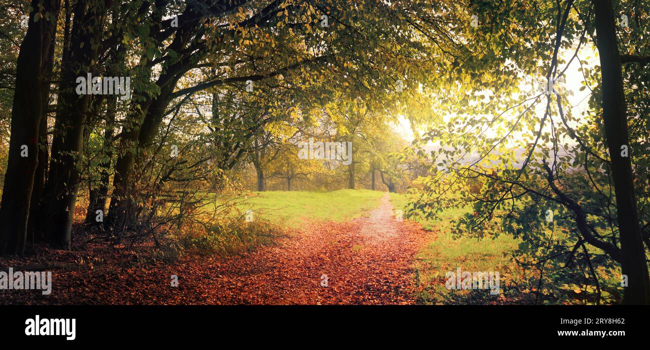 Trees of the forest frame an open landscape and a path leading into it ...