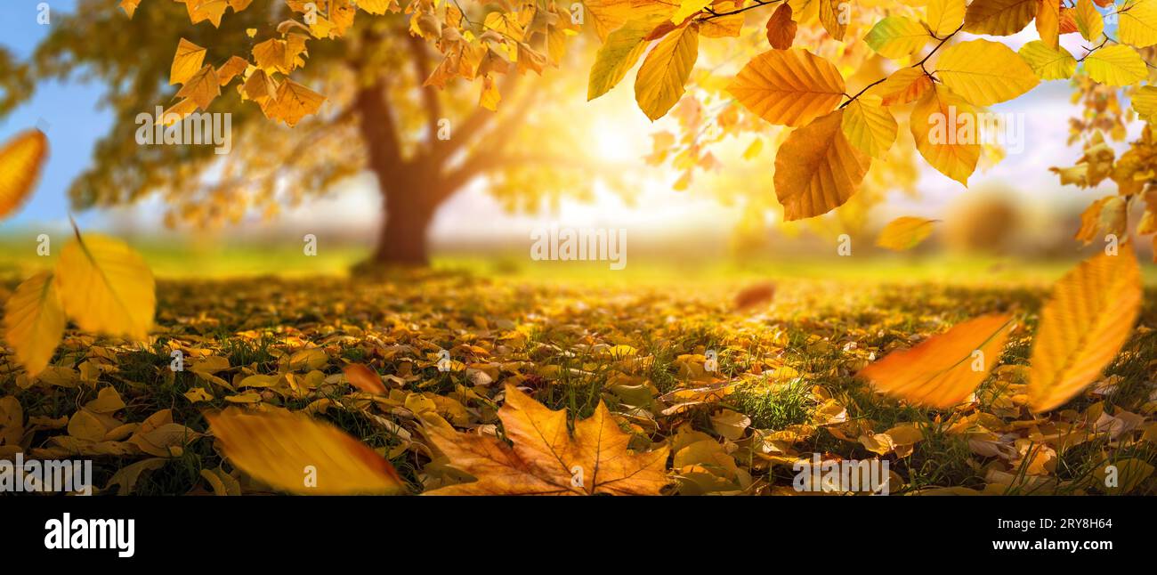 Autumn scene with a tree in the defocused background and falling golden ...