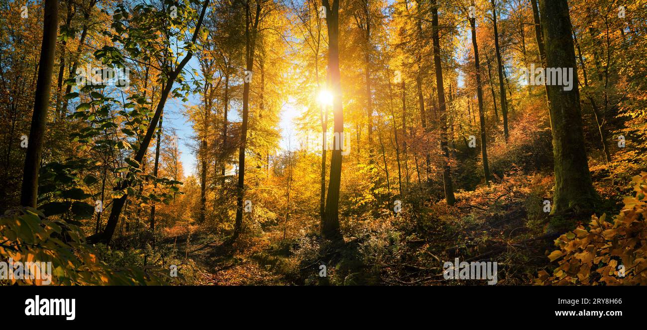 Vibrant fall scenery in the woods, with the sun shining through the ...