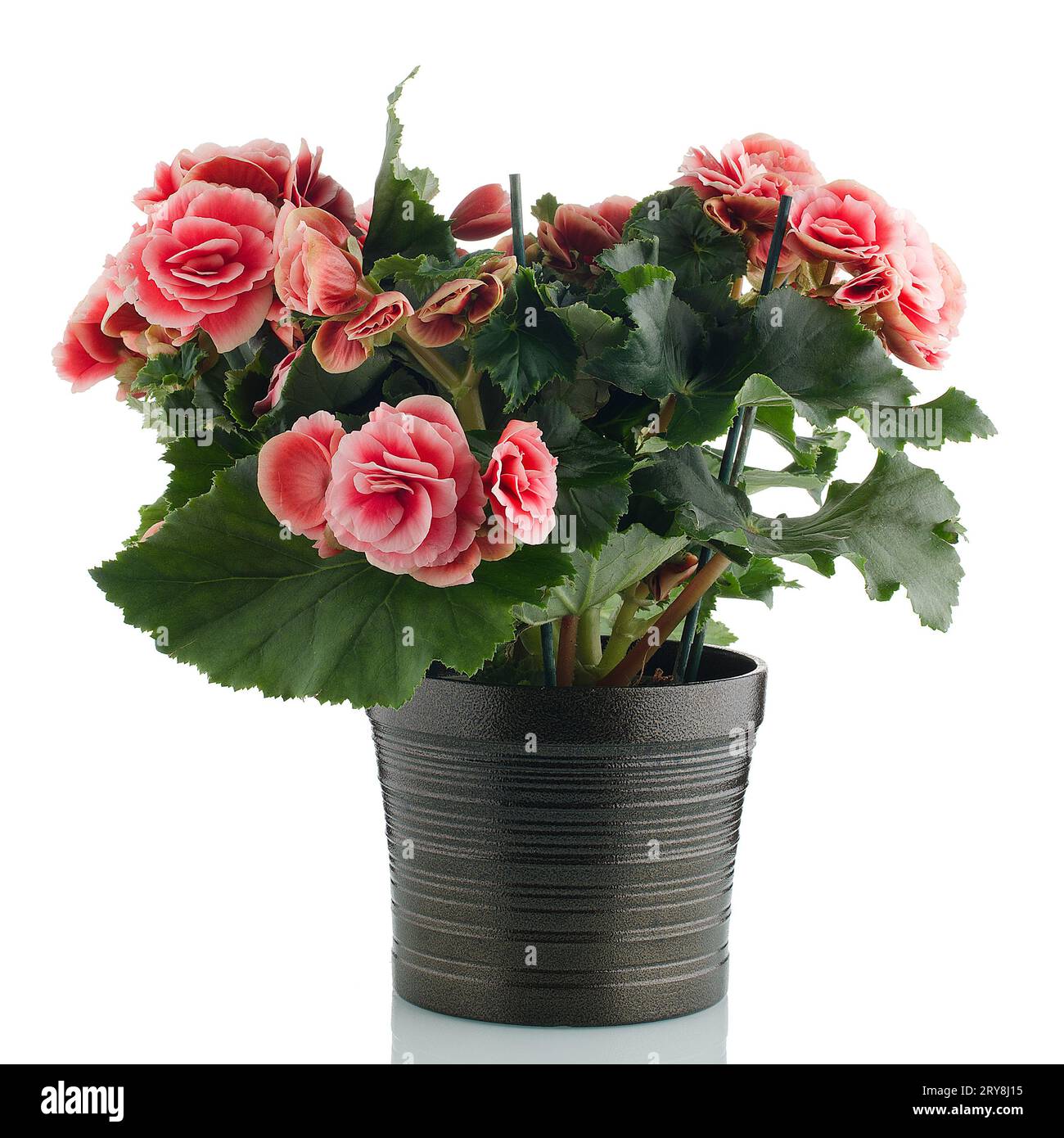 Begonia bloom hi-res stock photography and images - Alamy