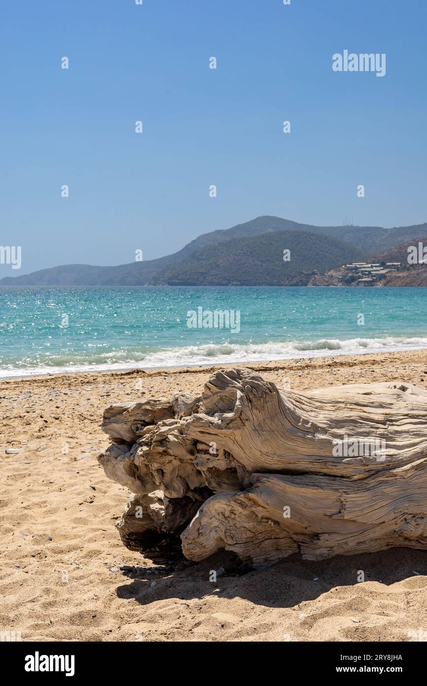 Log on beach sea hi-res stock photography and images - Alamy
