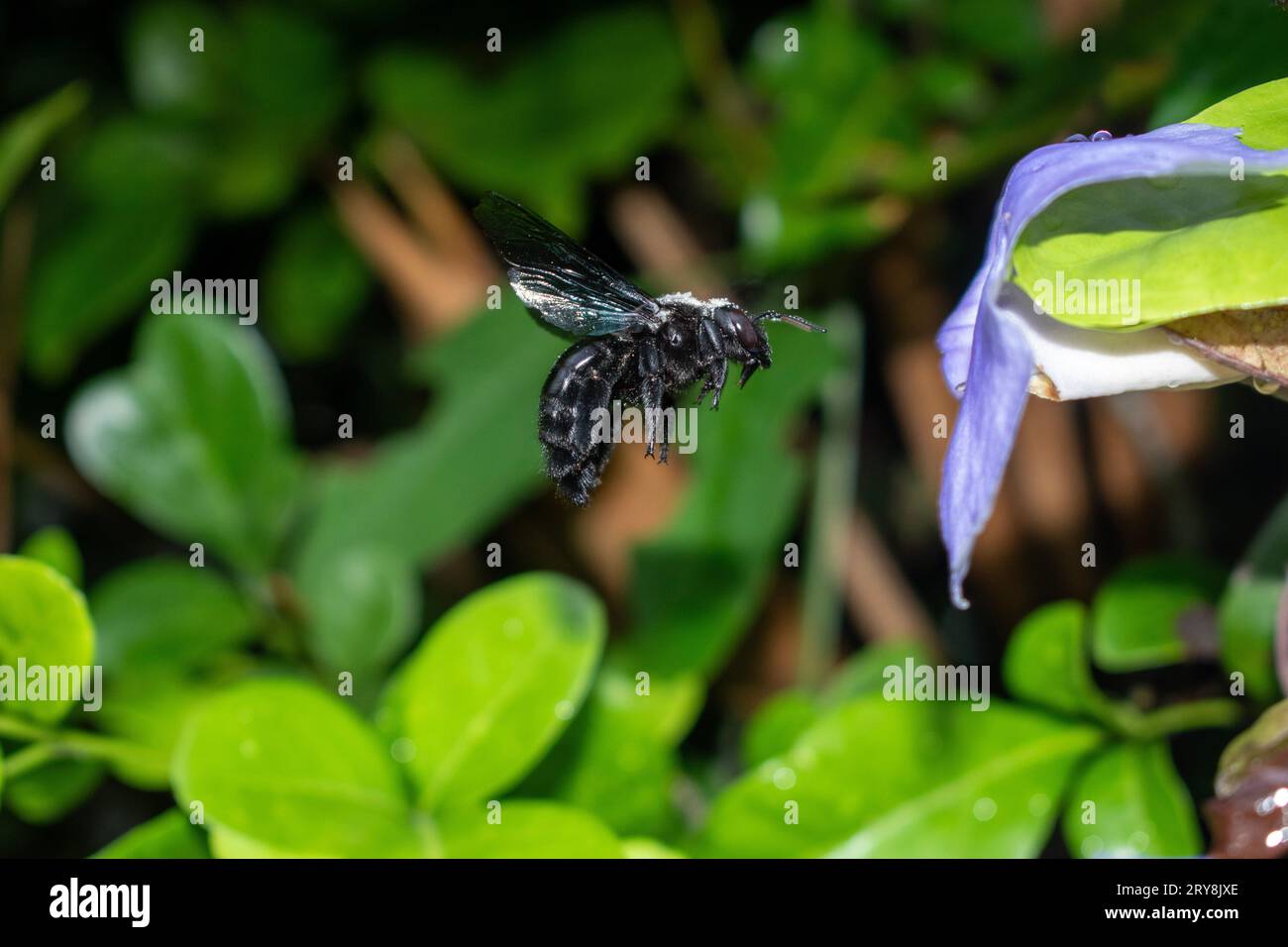 Tropical carpenter bee, covered in pollen, gracefully approaches a ...