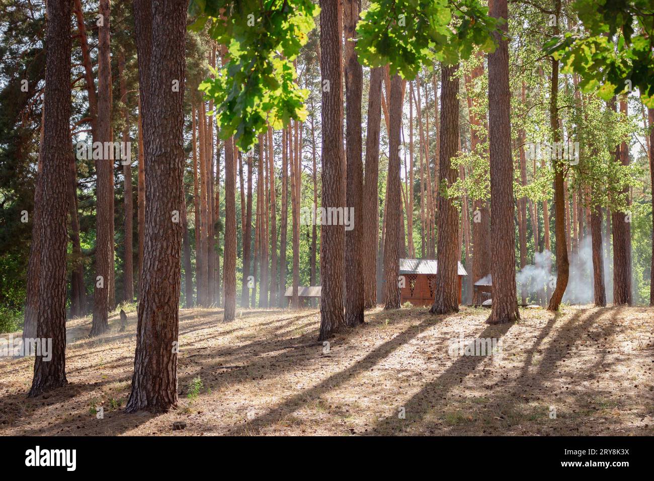 Tiny house in autumn forest. Campfire smoke in sunlight. Fall woods in ...