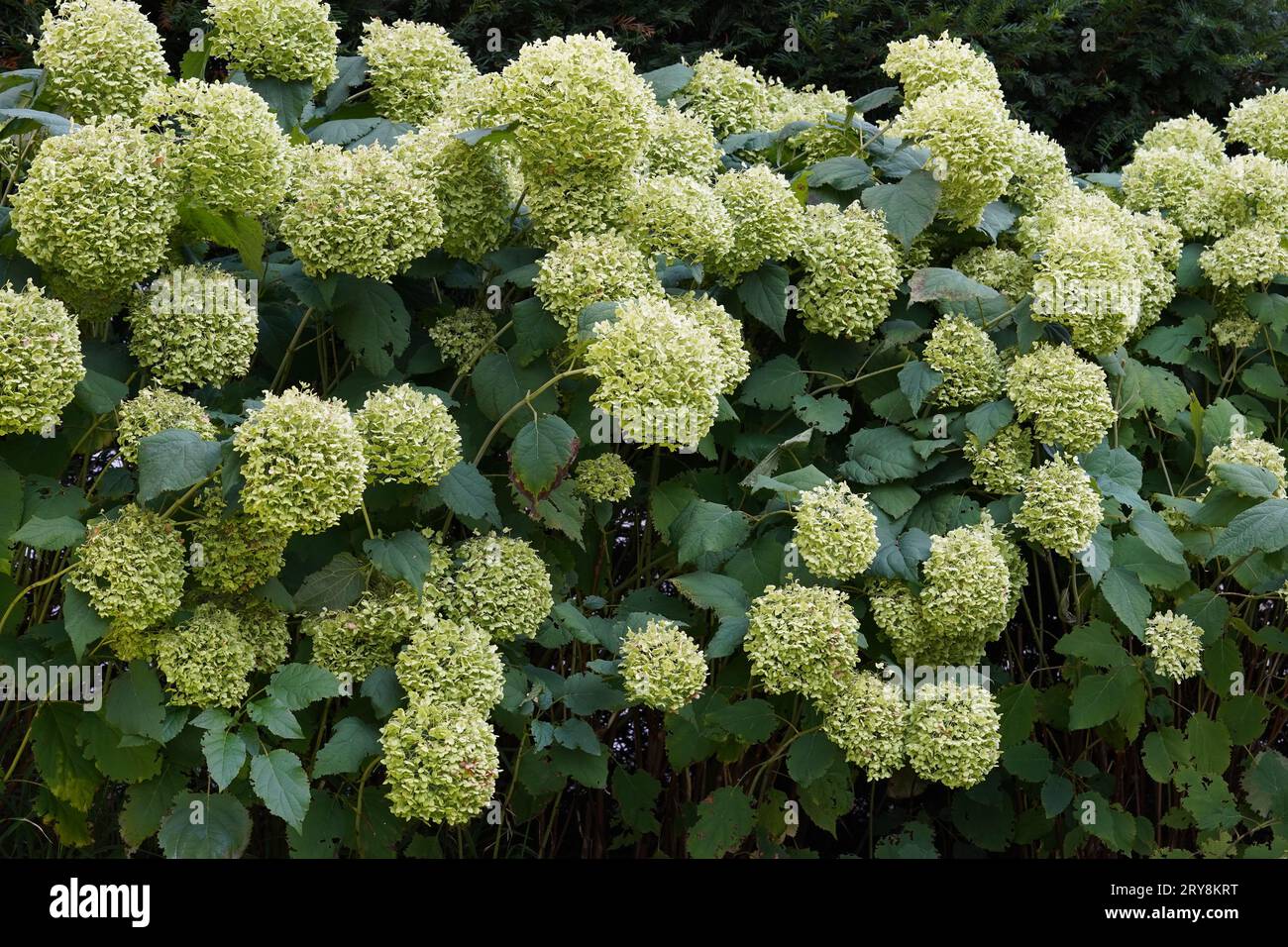 Large bush of Hydrangea or commonly called Hortensia blooming with ...