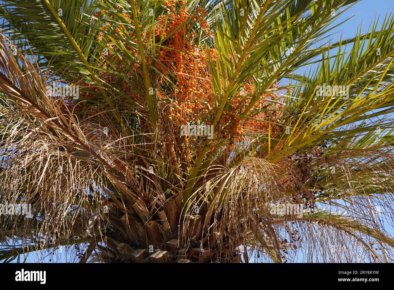 Date palm, in Latin called Phoenix dactylifera showing a cutout of the ...