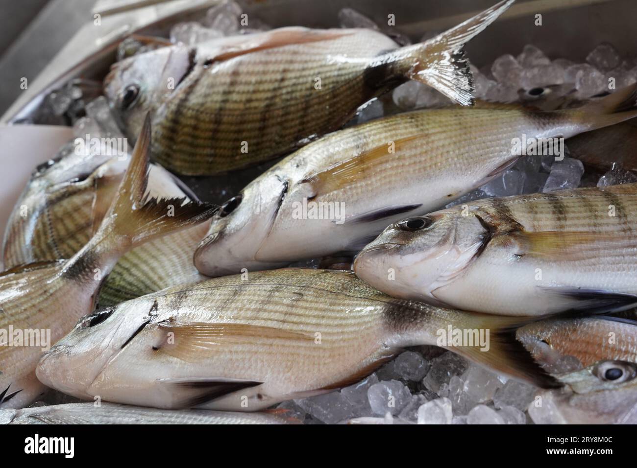 Fish place on ice cubes hi-res stock photography and images - Alamy