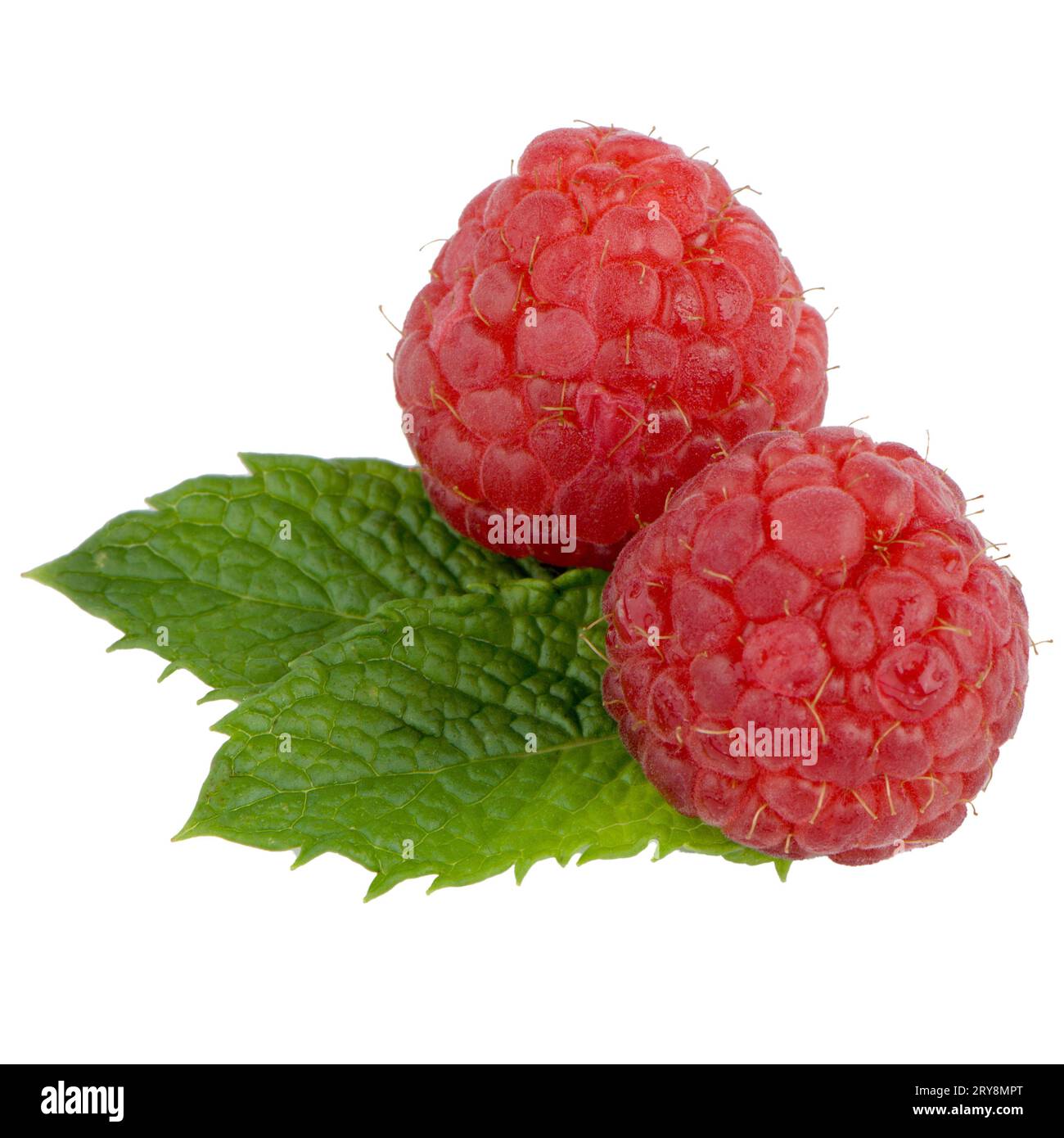 Ripe red raspberry Stock Photo - Alamy