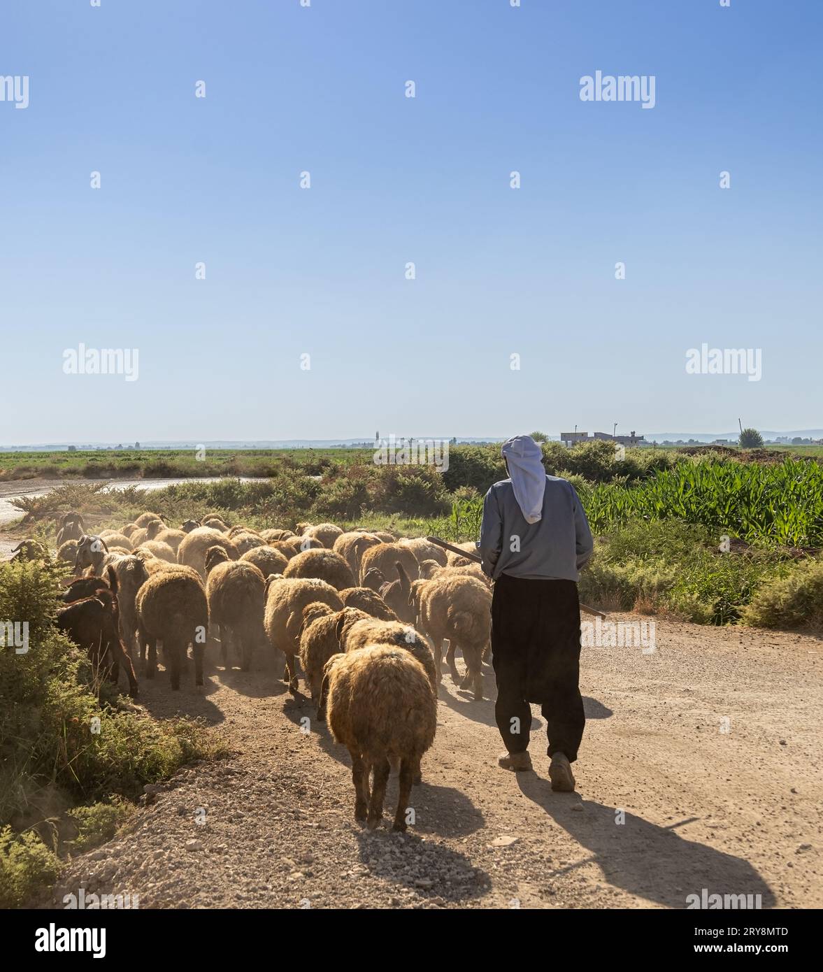Sheep shephard hi-res stock photography and images - Alamy