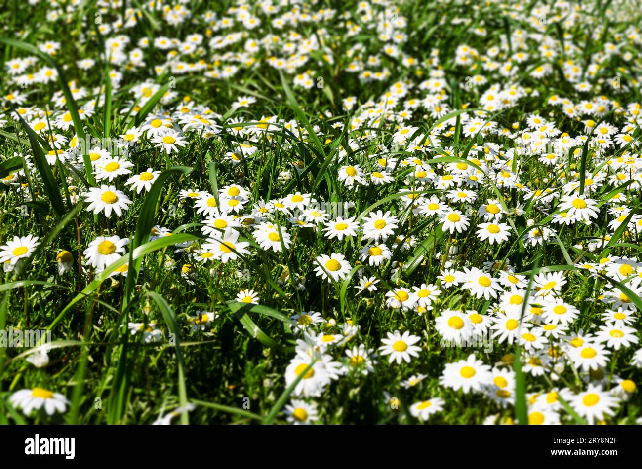 Field of daisies Stock Photo - Alamy