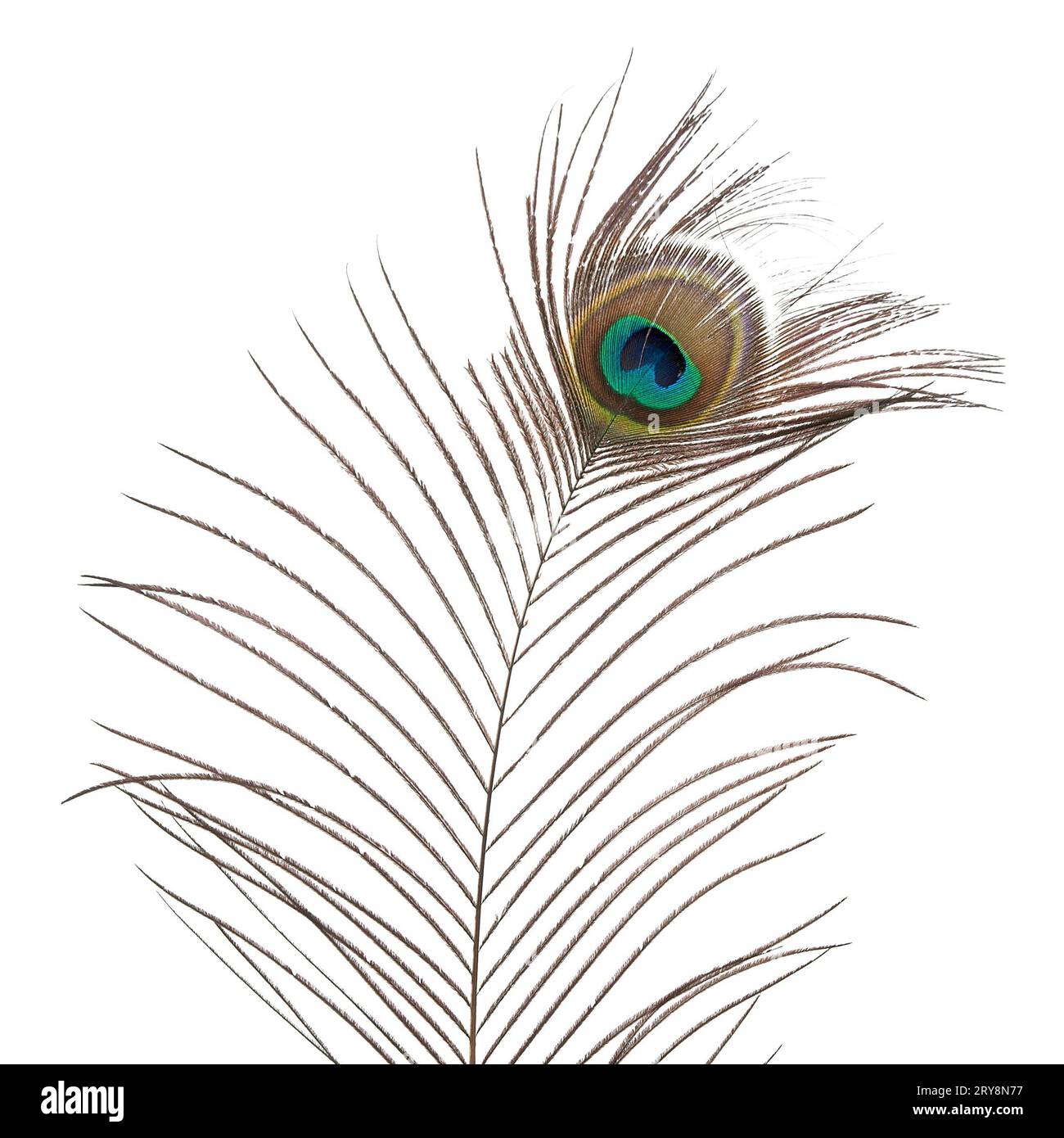 Pretty feather hi-res stock photography and images - Alamy