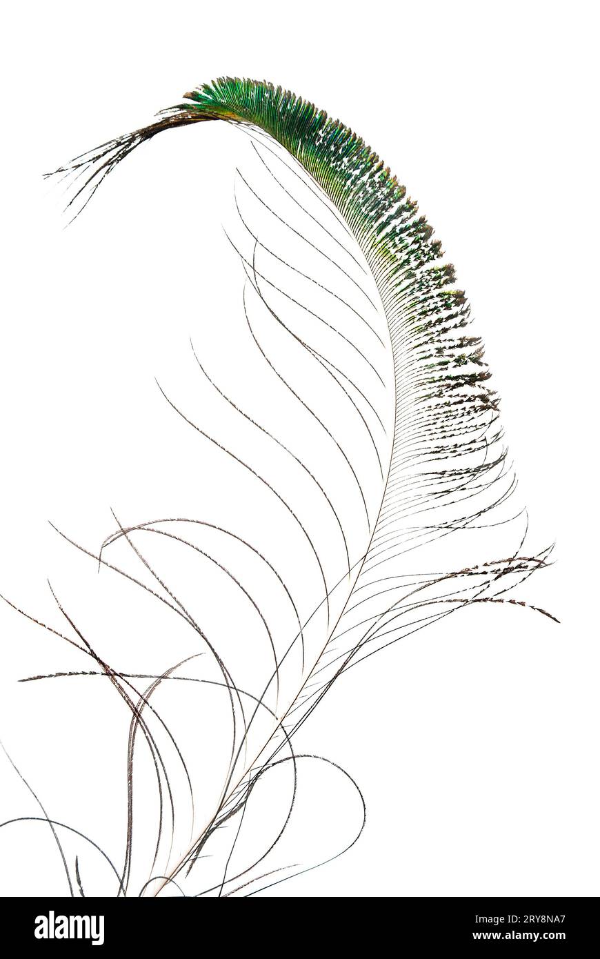 Gold feather detail hi-res stock photography and images - Alamy