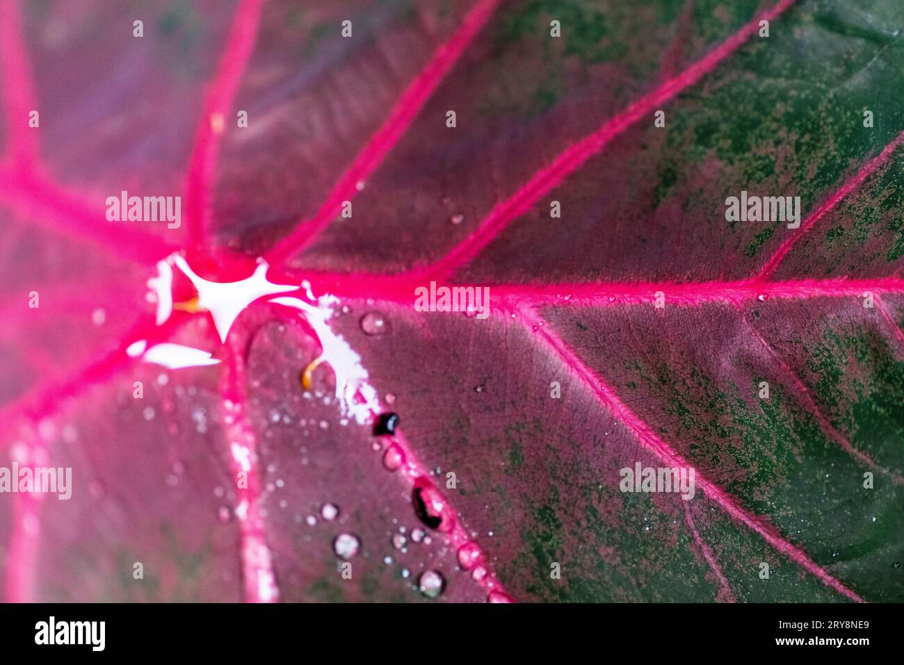 caladium bicolor in the amazonian rain forest,Perú Stock Photo - Alamy