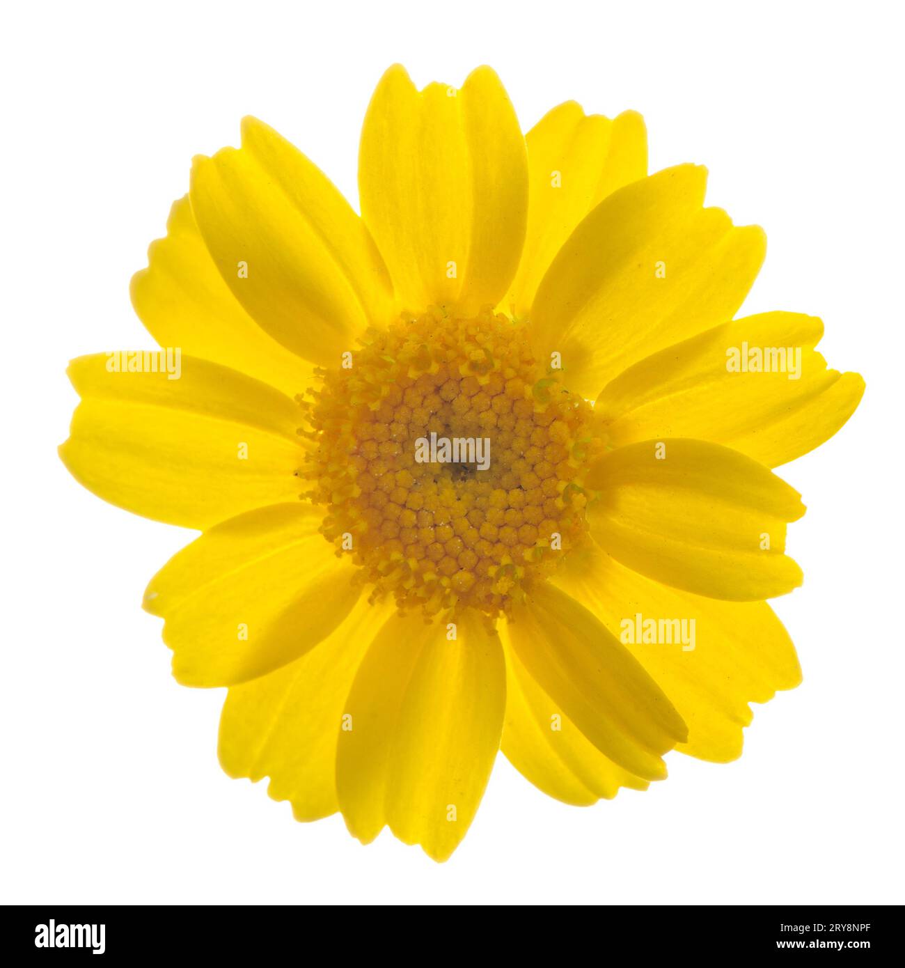 Detailed yellow flower Cut Out Stock Images & Pictures - Alamy