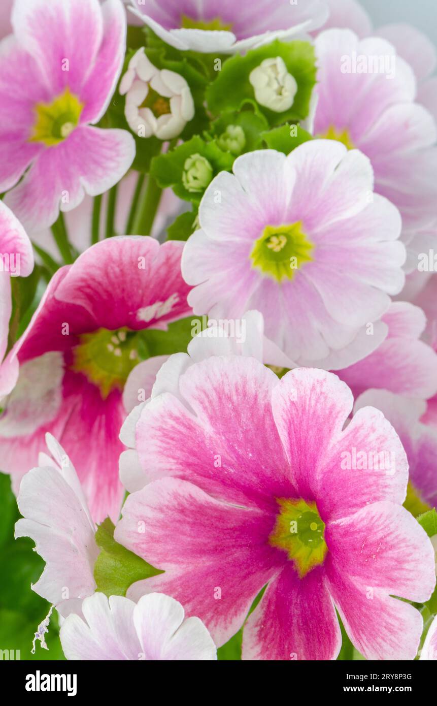 Primrose leaf hi-res stock photography and images - Alamy