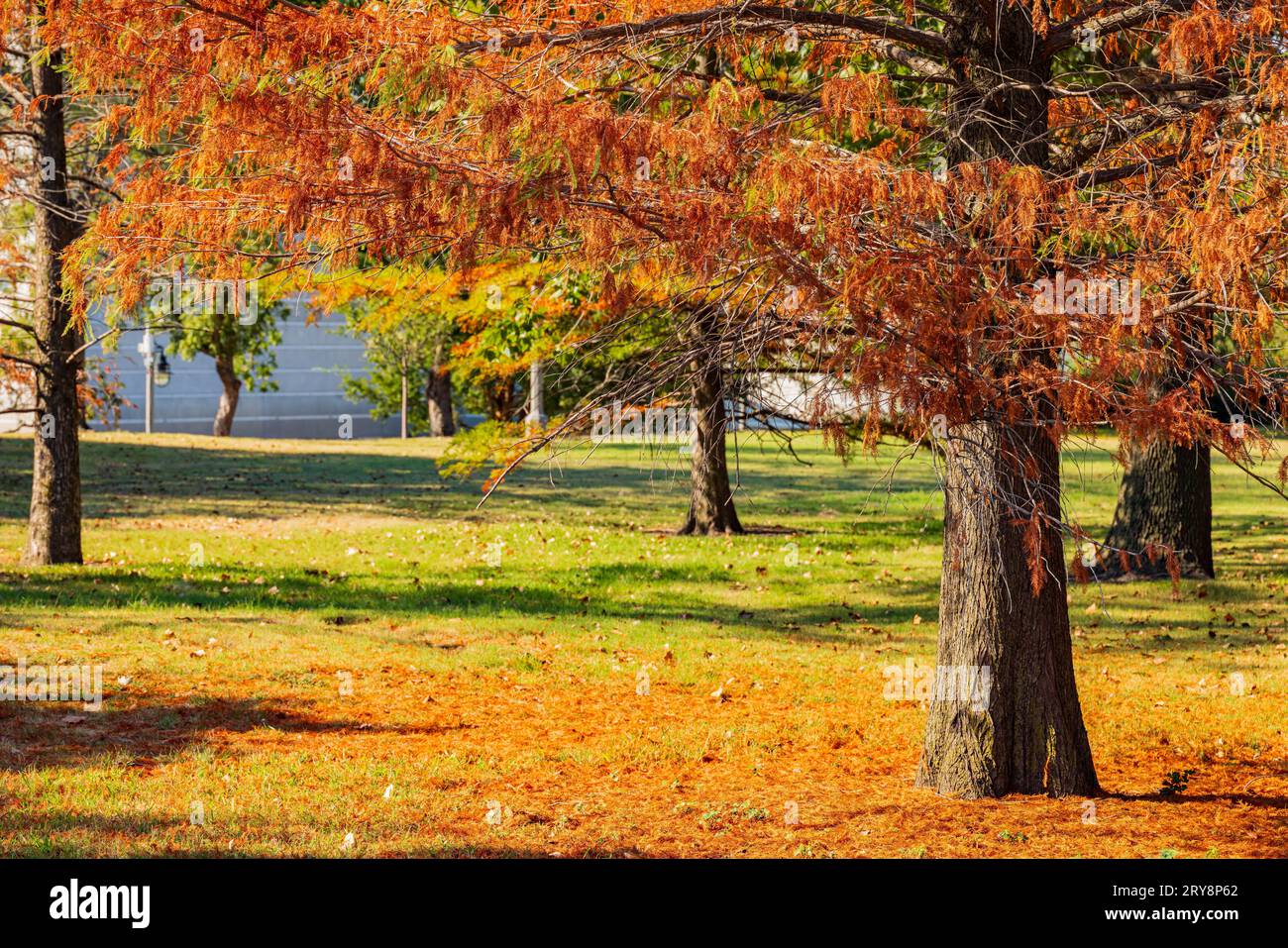 Sunny exterior view of the fall color in Veterans Memorial Park at ...