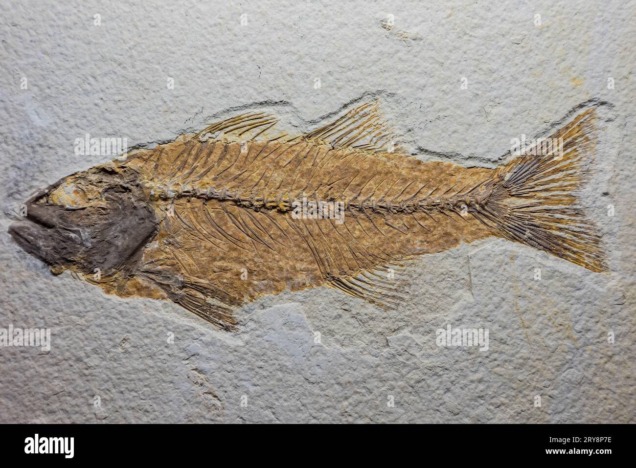 Fossil treasures hi-res stock photography and images - Alamy