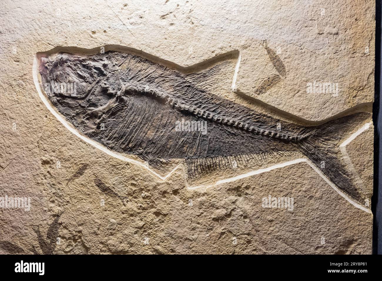 Fossil treasures hi-res stock photography and images - Alamy