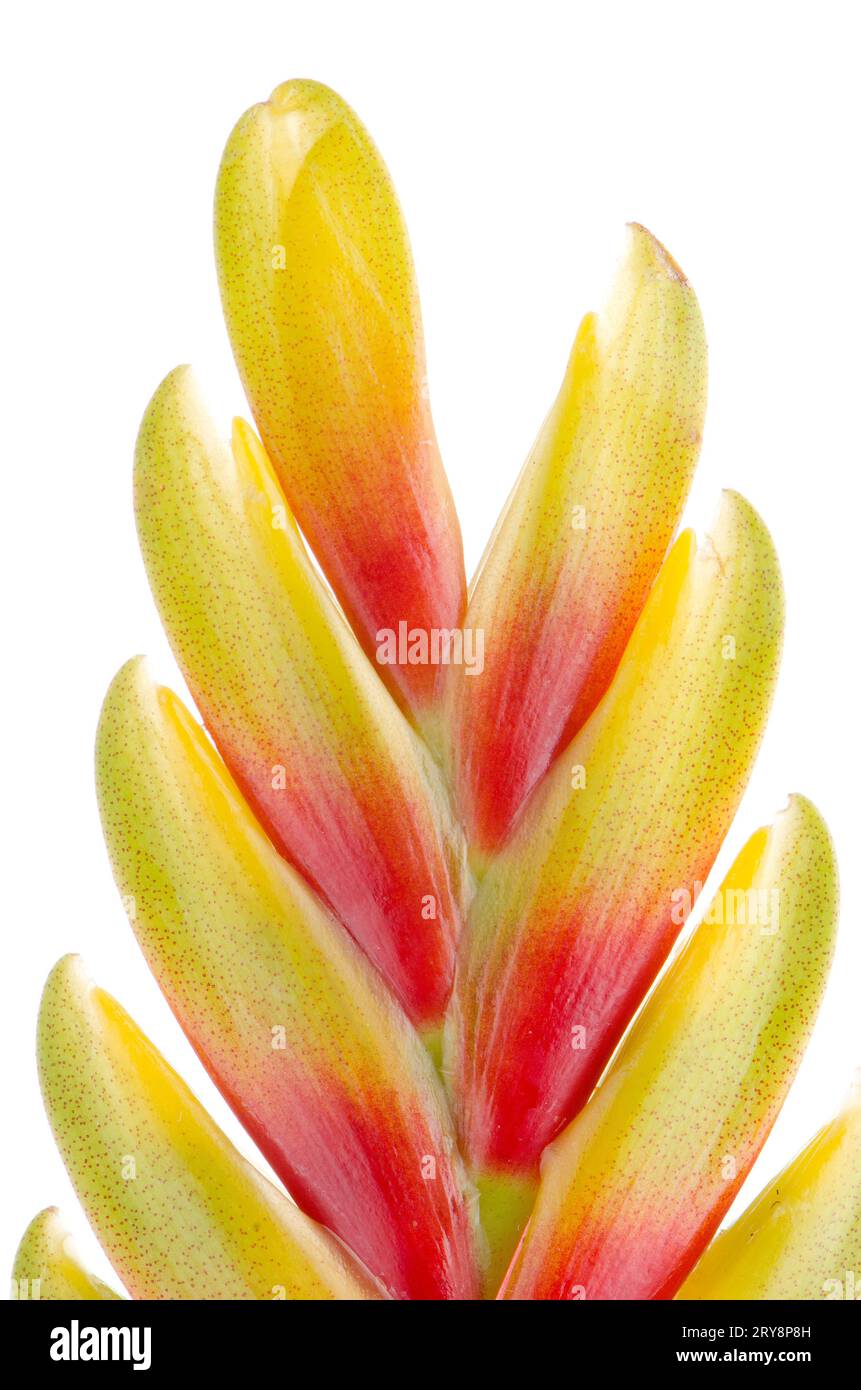 Vriesea flower hi-res stock photography and images - Alamy