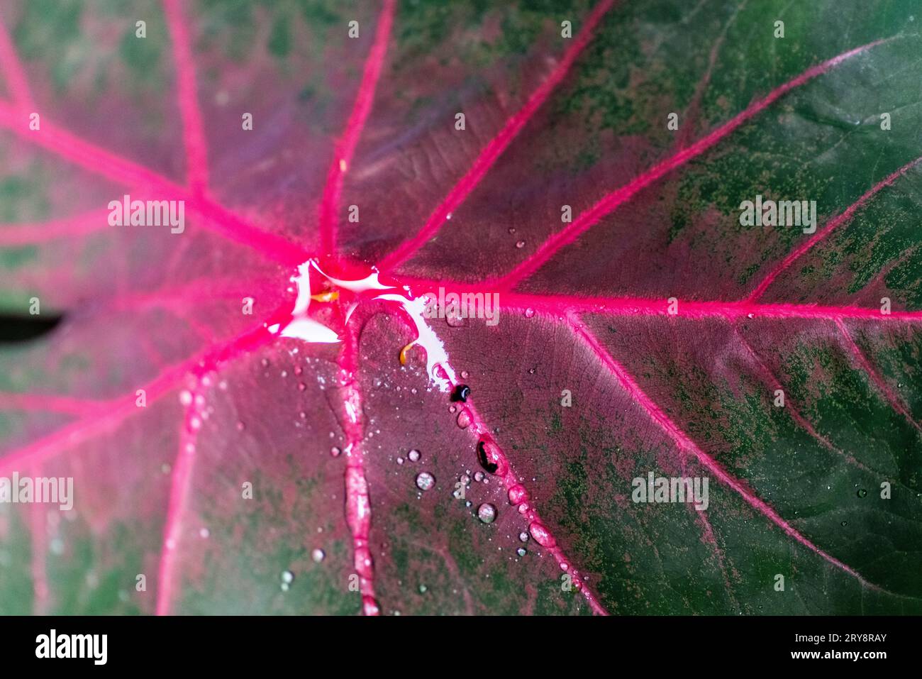 caladium bicolor in the amazonian rain forest,Perú Stock Photo - Alamy