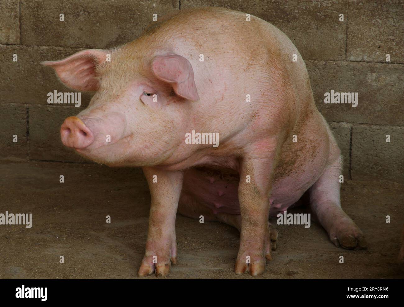 big pink pig sitting on the pigsty on the farm Stock Photo - Alamy
