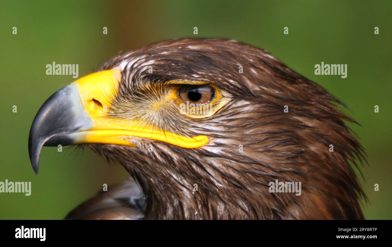 powerful hooked beak of Harris s buzzard with blurred background ...