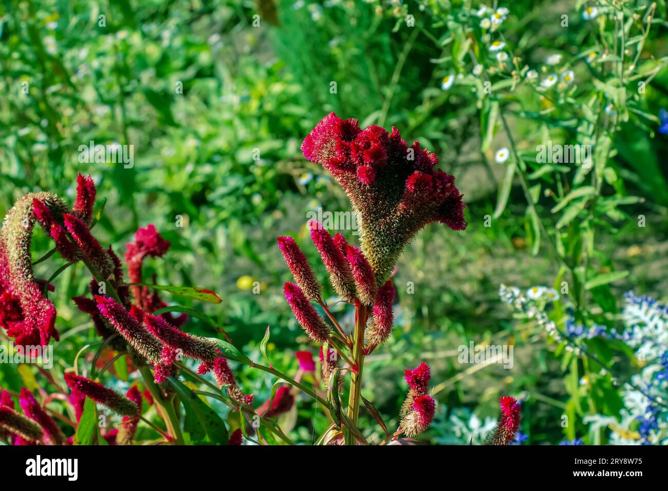 Crested Cockscomb Flower, scientifically known as Celosia argentea ...