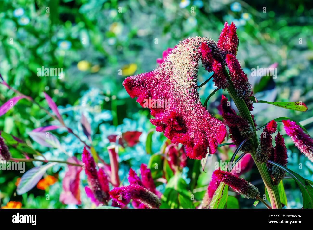 Crested Cockscomb Flower, scientifically known as Celosia argentea ...