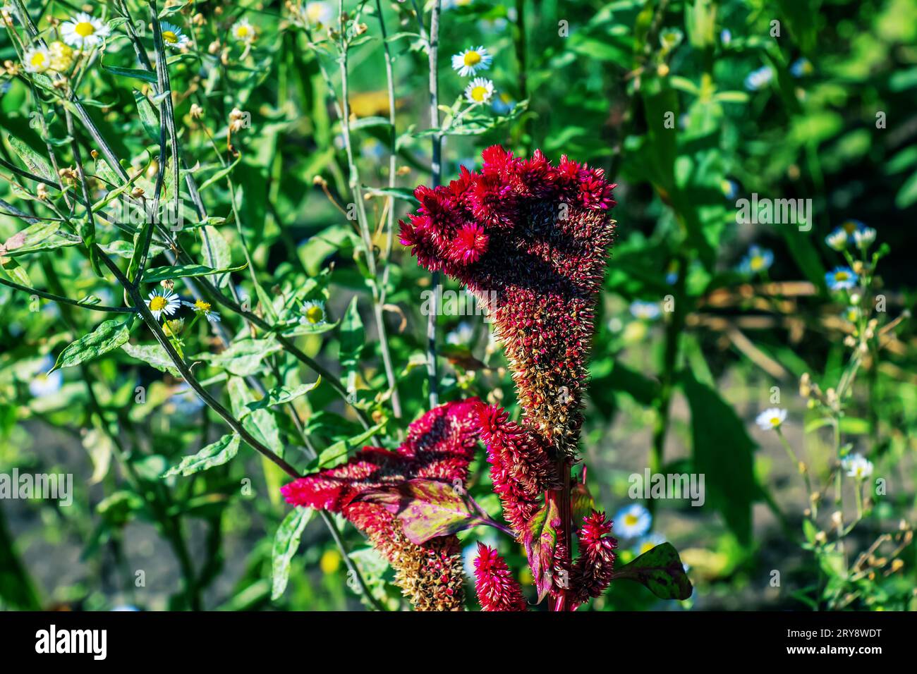 Crested Cockscomb Flower, scientifically known as Celosia argentea ...