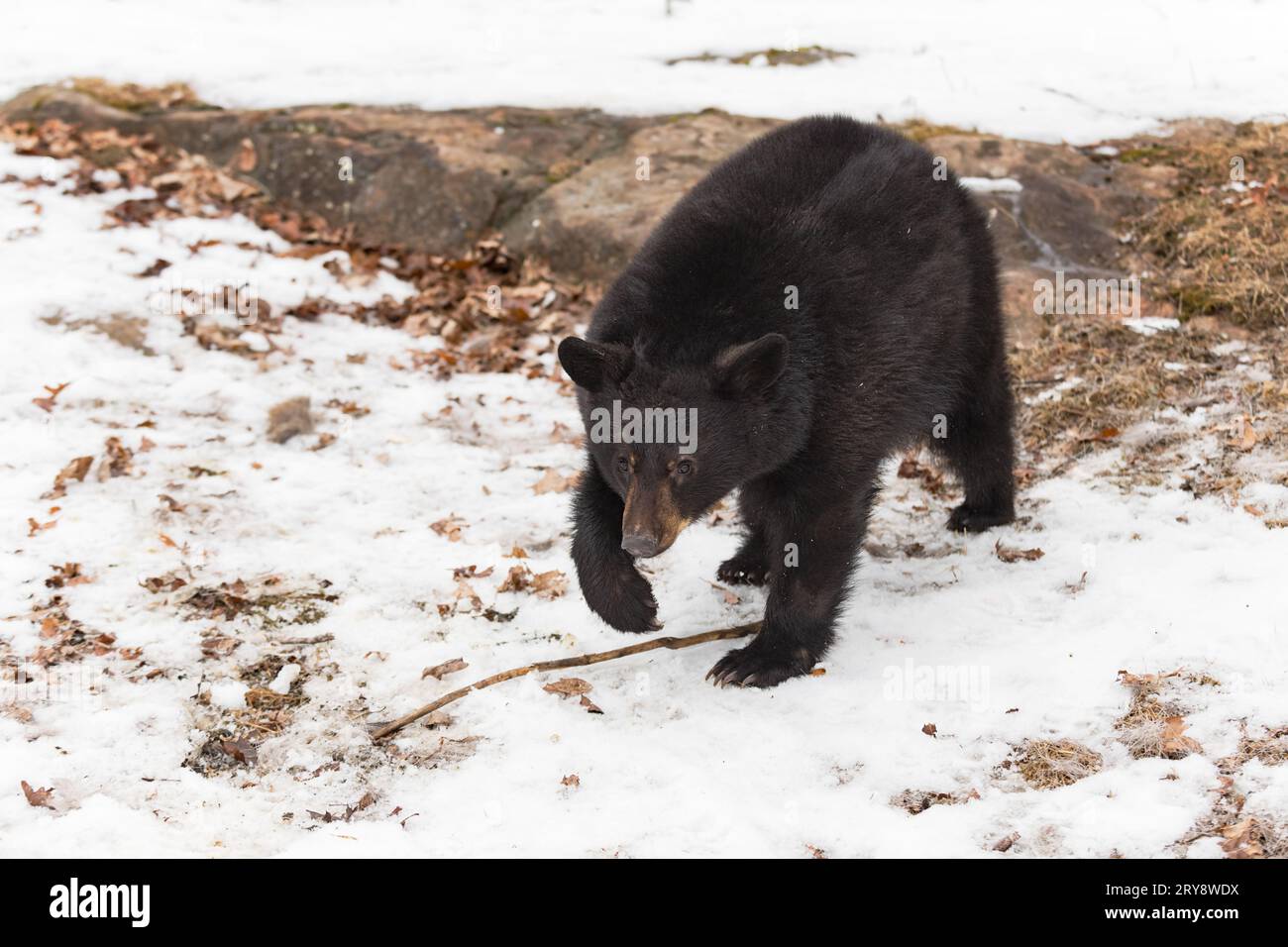Black Bear (Ursus americanus) Walks Forward Stepping Over Stick Winter ...