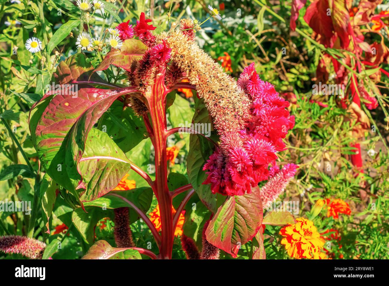 Crested Cockscomb Flower, scientifically known as Celosia argentea ...