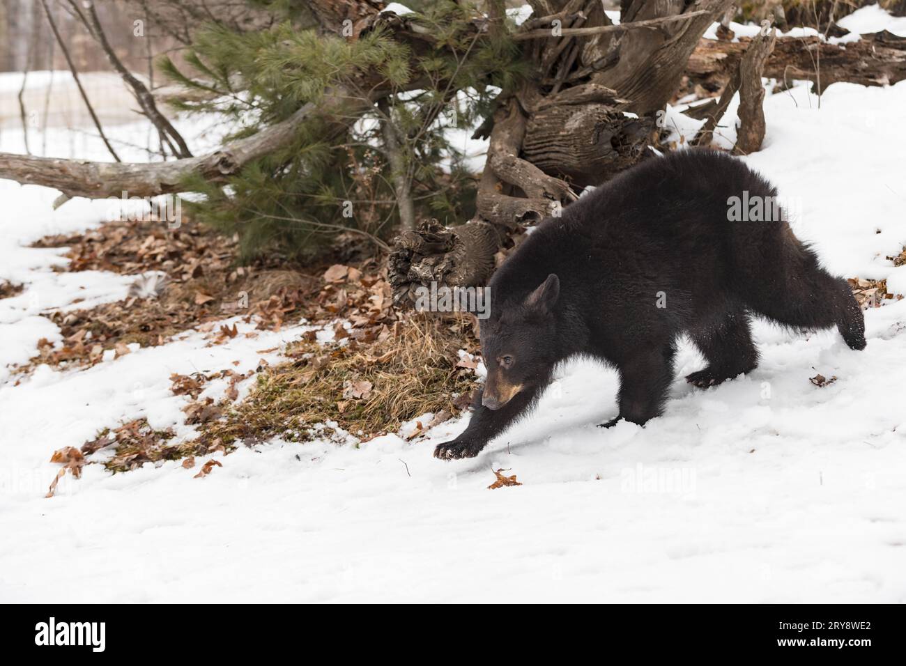 Black Bear (Ursus americanus) Walks Down Snowy Embankment Next to Root ...