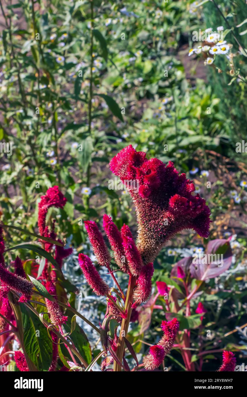 Crested Cockscomb Flower, scientifically known as Celosia argentea ...