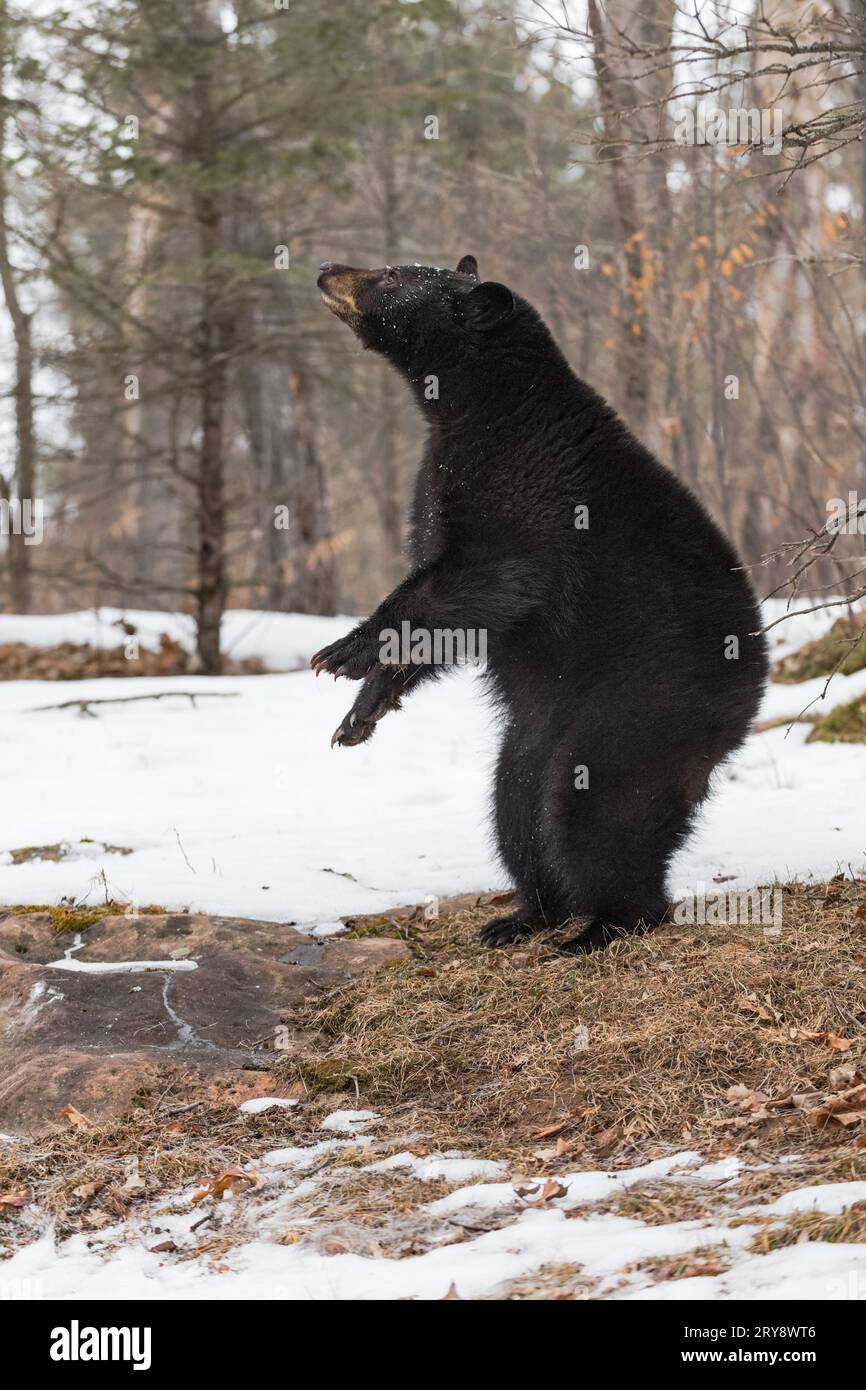 Black Bear (Ursus americanus) Stands on Hind Legs to Left Sniffing Air ...