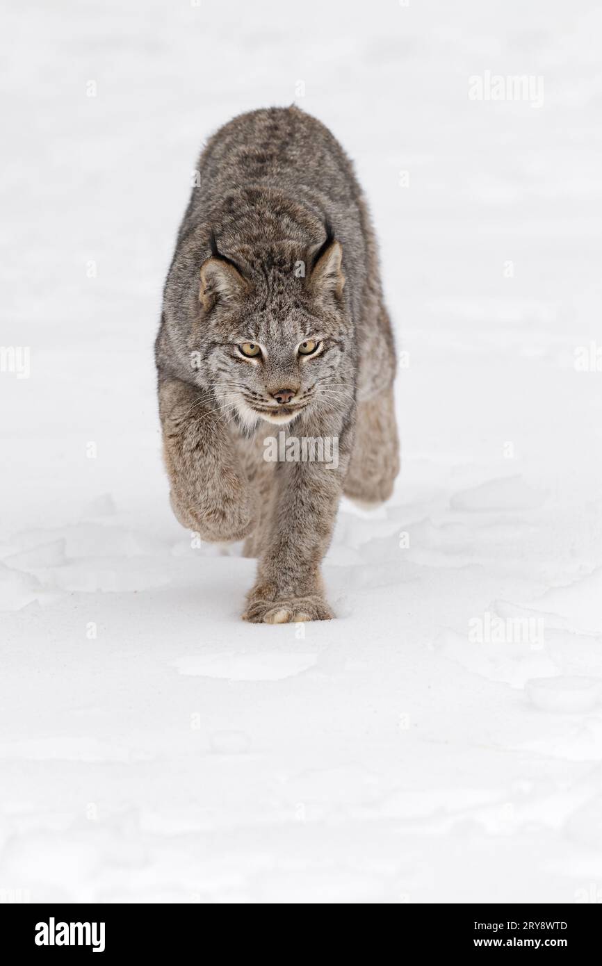 Canadian Lynx (Lynx canadensis) Stalks Forward Front and Back Paws Up ...