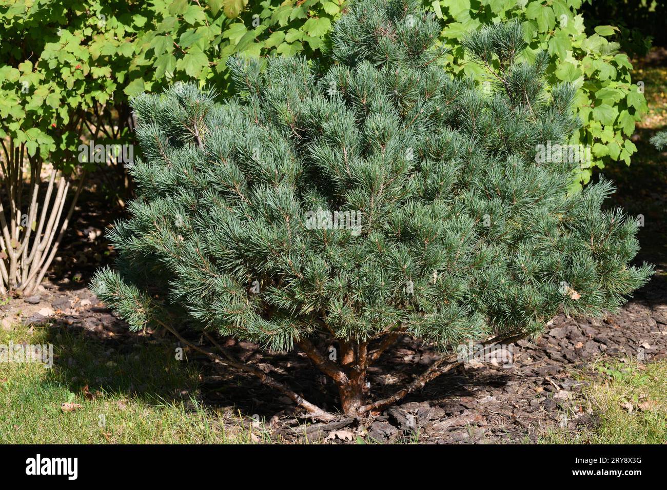 Small young pines hi-res stock photography and images - Alamy