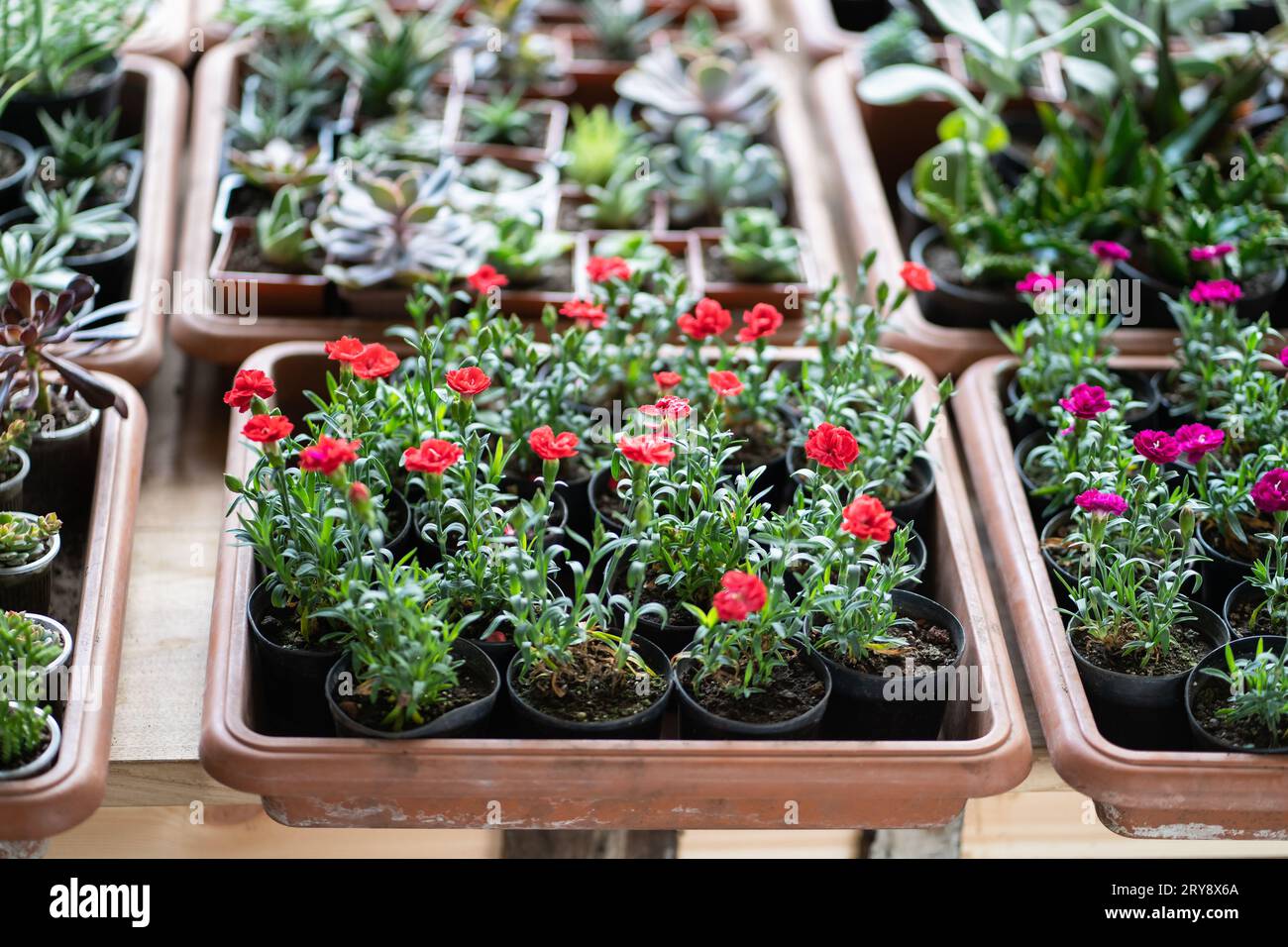 Flowers and houseplants in small plastic pots in flower shop top view ...