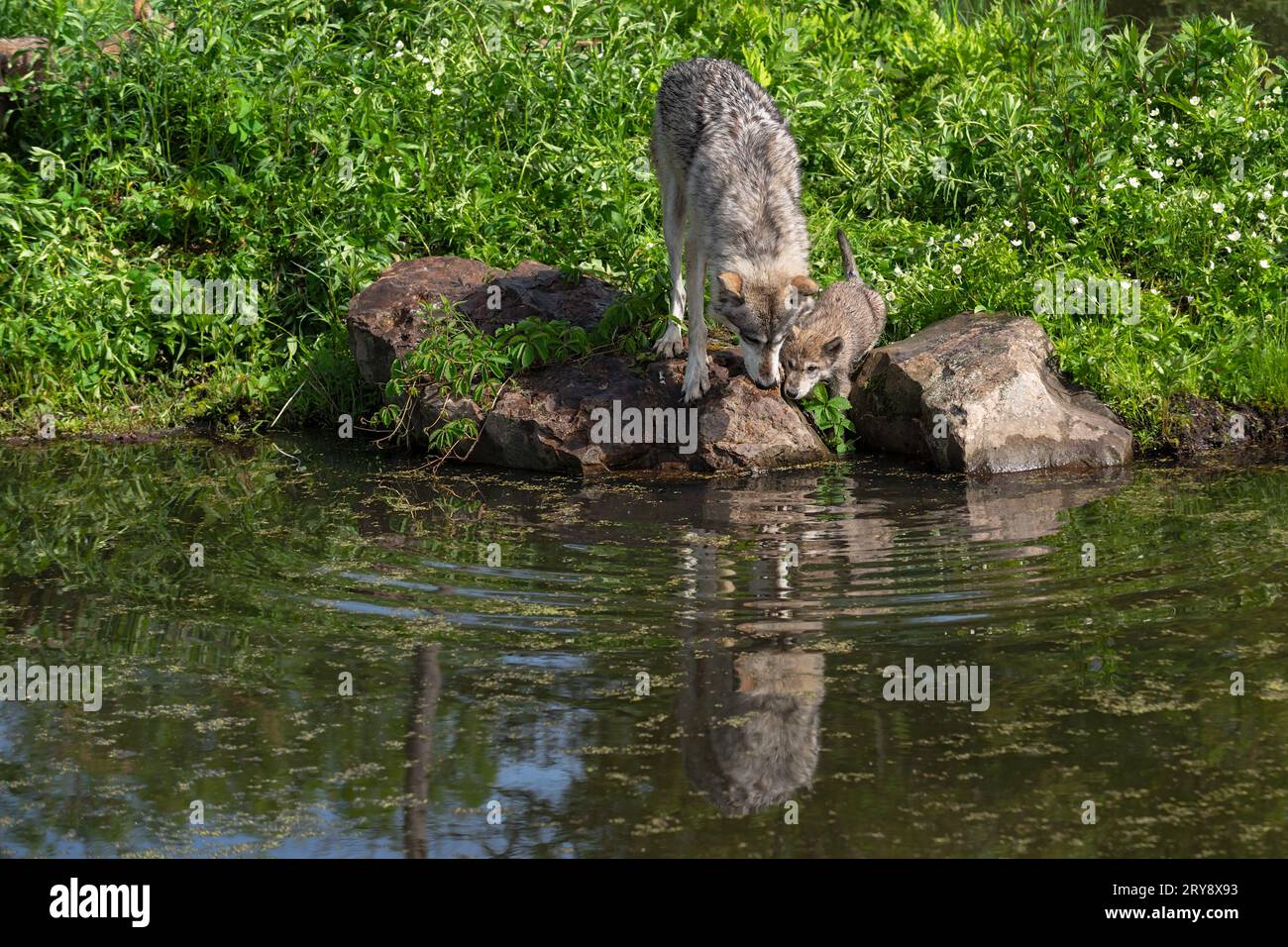 Grey Wolf (Canis lupus) And Pup Look Into Water Ripples Summer ...