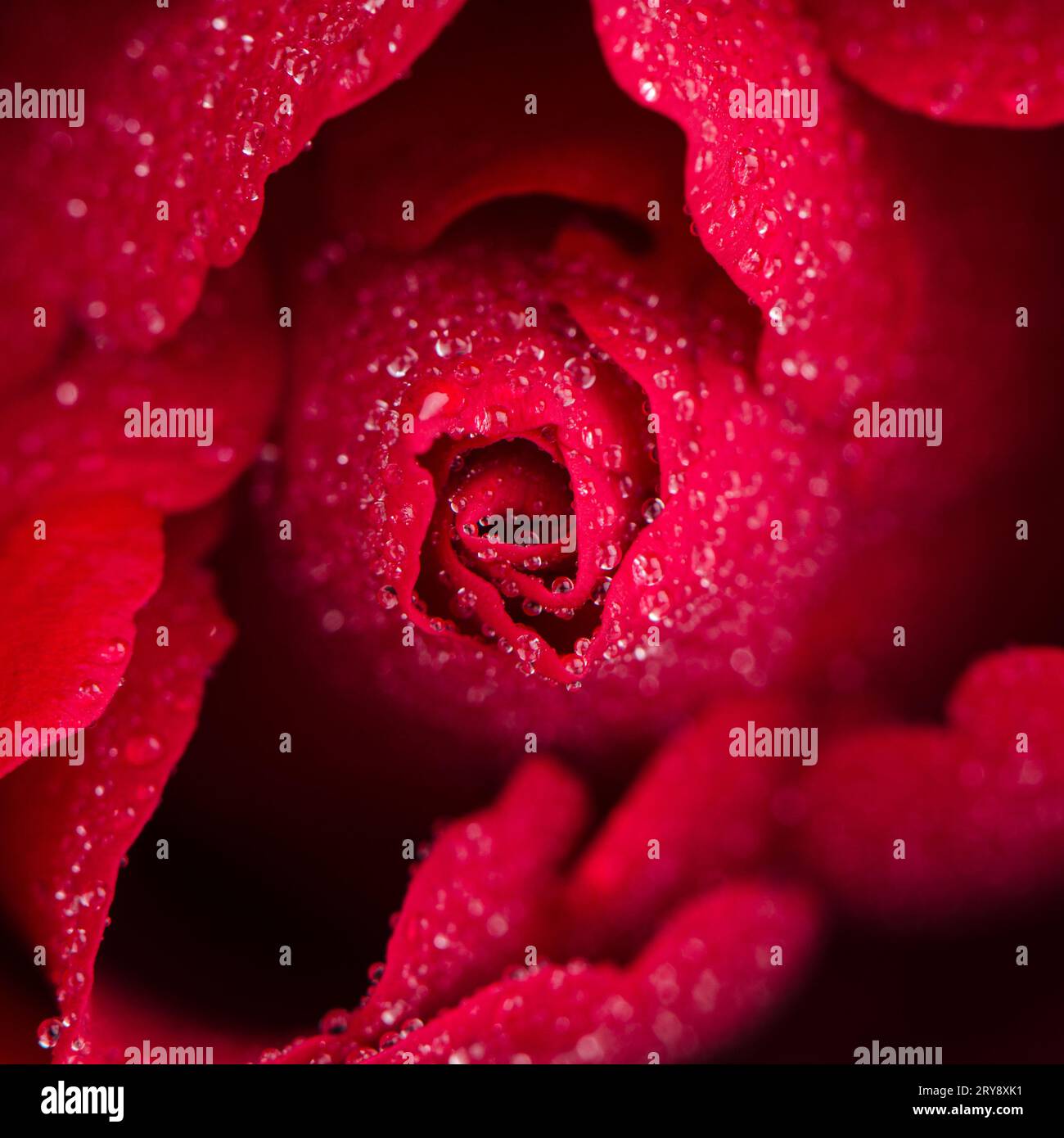 Wet red rose hi-res stock photography and images - Alamy