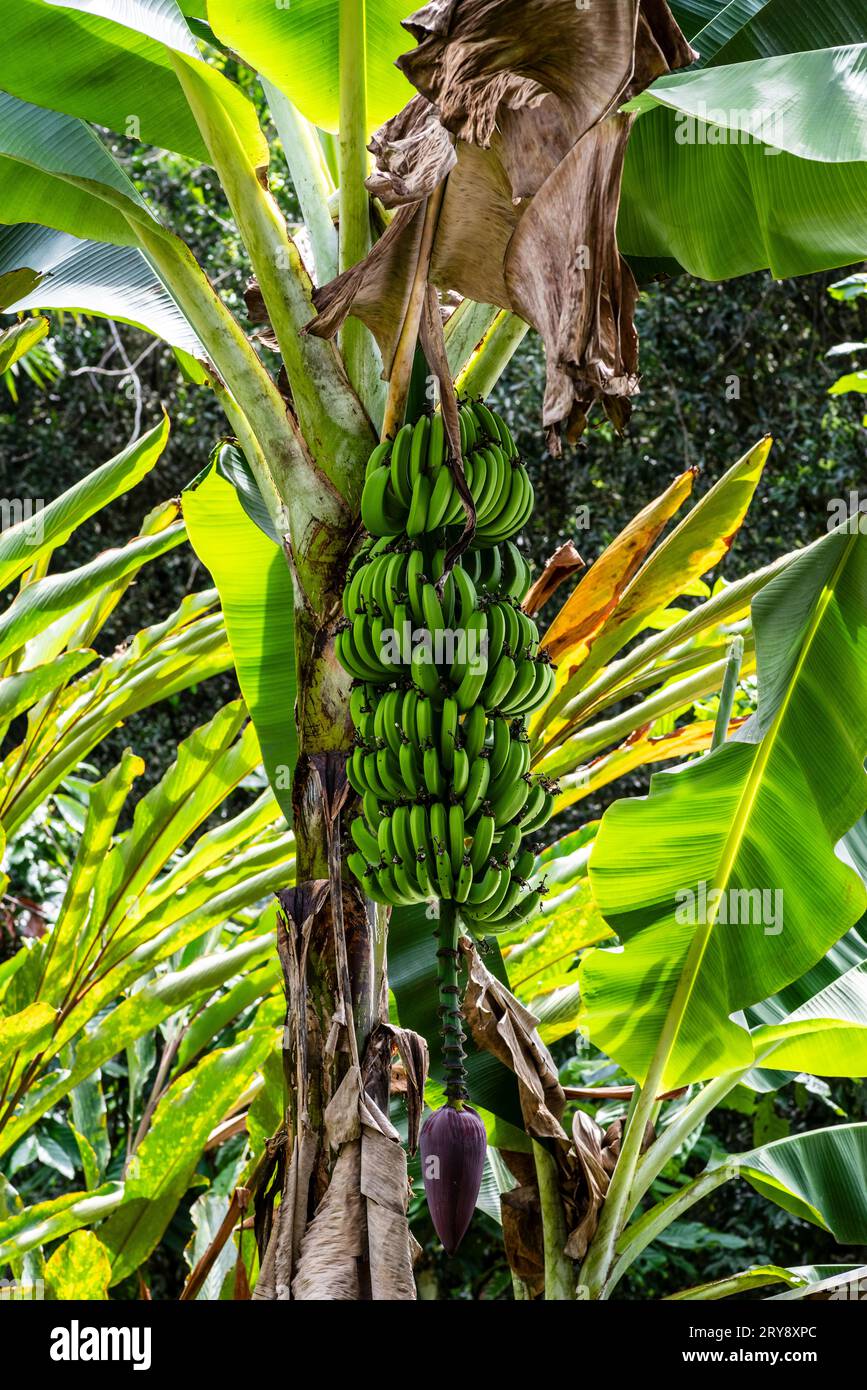 Bananas amazon rainforest hi-res stock photography and images - Alamy