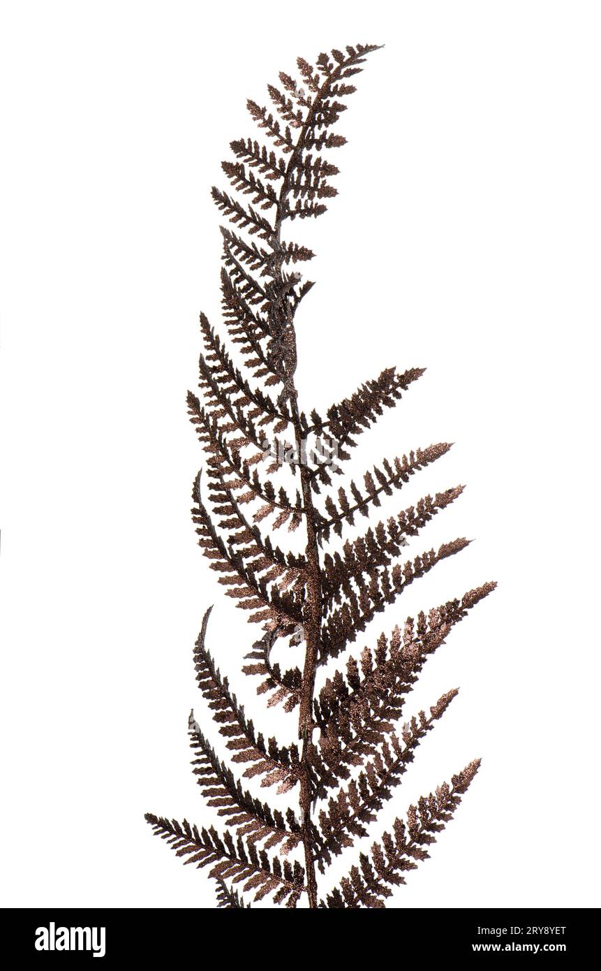 Decorative fern leaf hi-res stock photography and images - Alamy