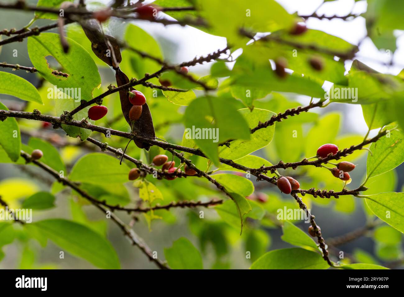 coca leaf in the peruvian jungle, amazonian,Perú Stock Photo - Alamy