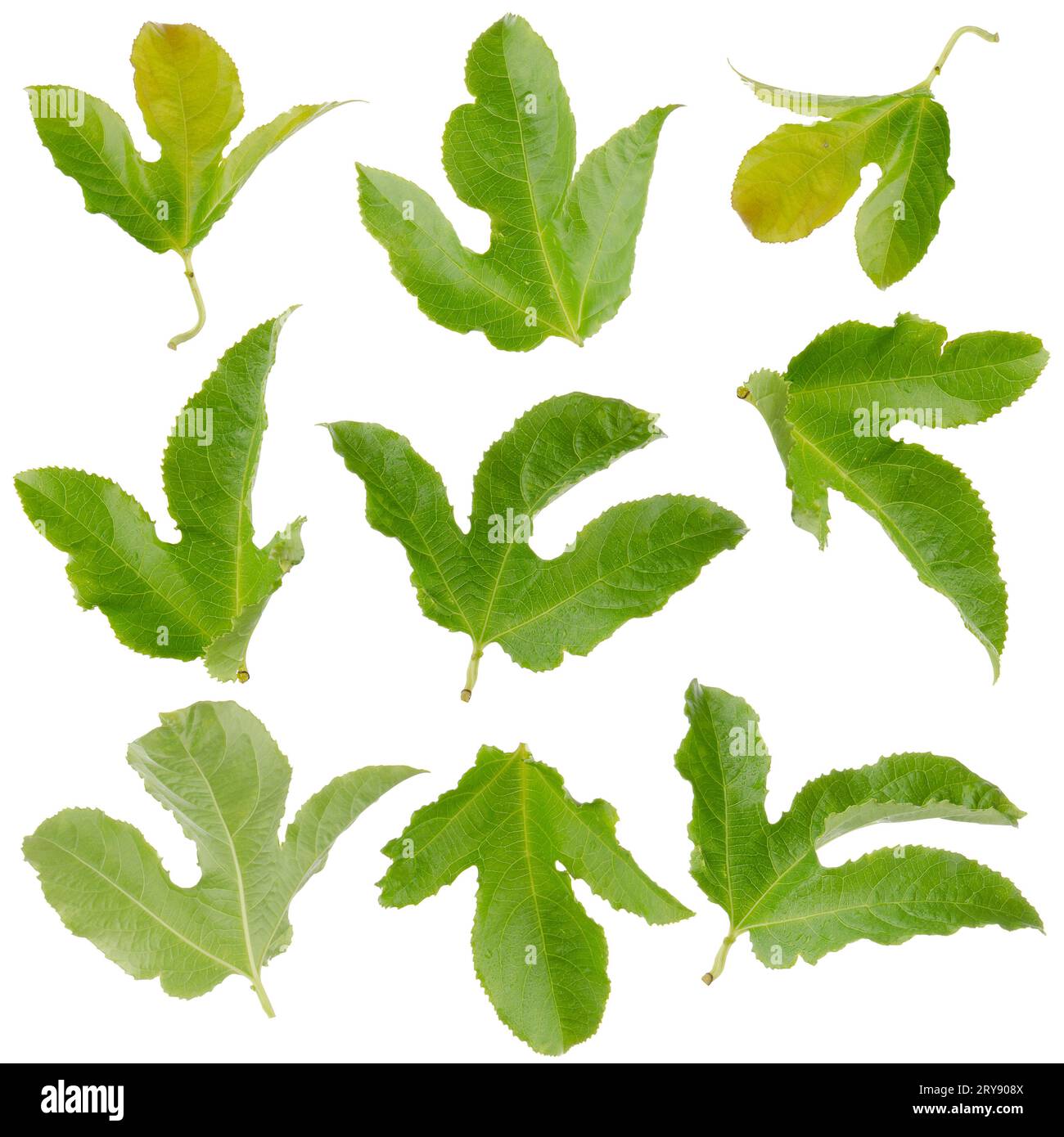 Set of green leaves Stock Photo - Alamy