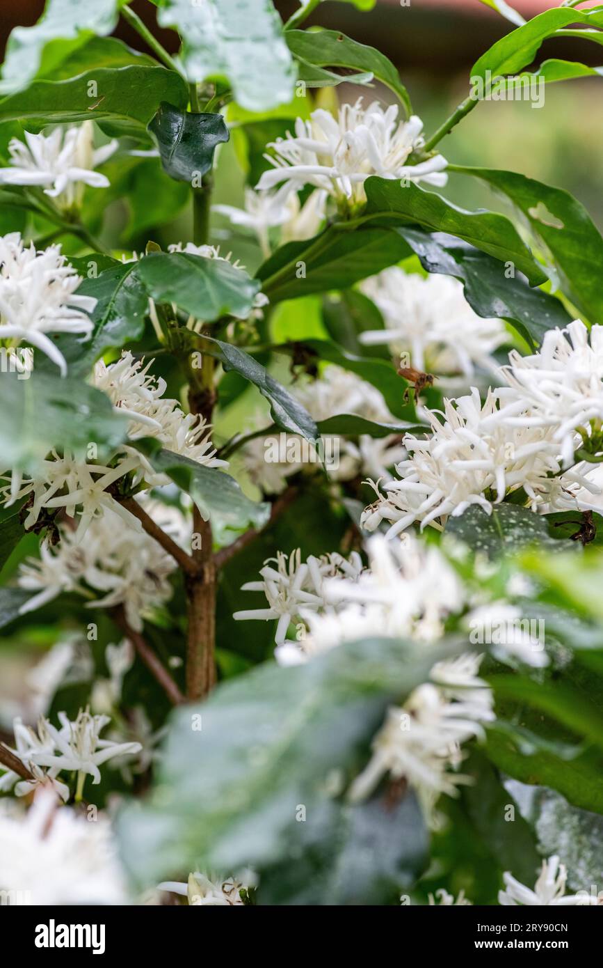 coffee flowering in the amazonian forest,perú Stock Photo - Alamy