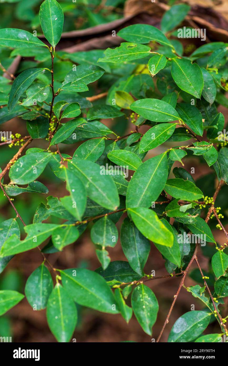 coca leaf in the peruvian jungle, amazonian,Perú Stock Photo - Alamy