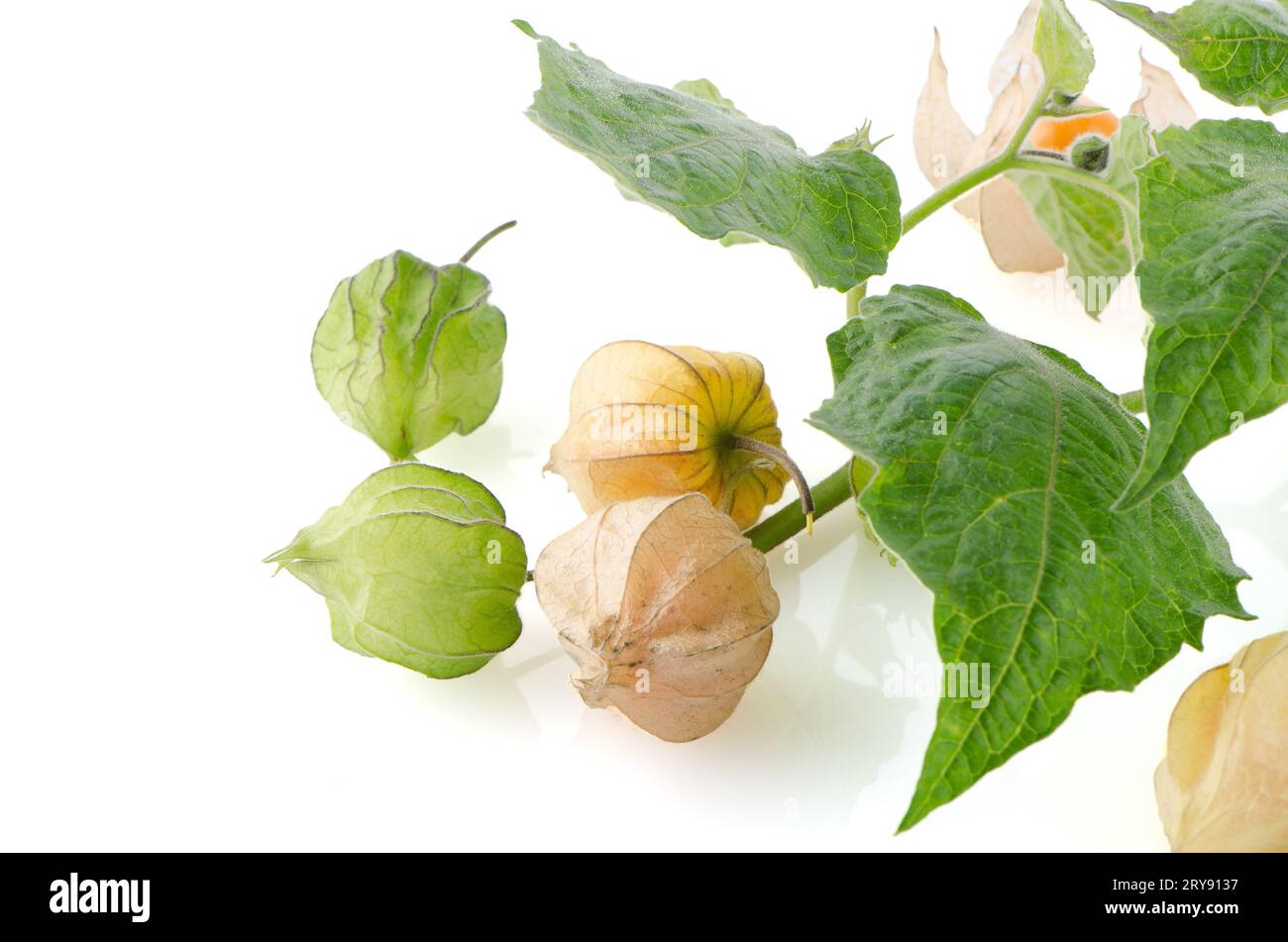 Peruvian fruit hi-res stock photography and images - Alamy