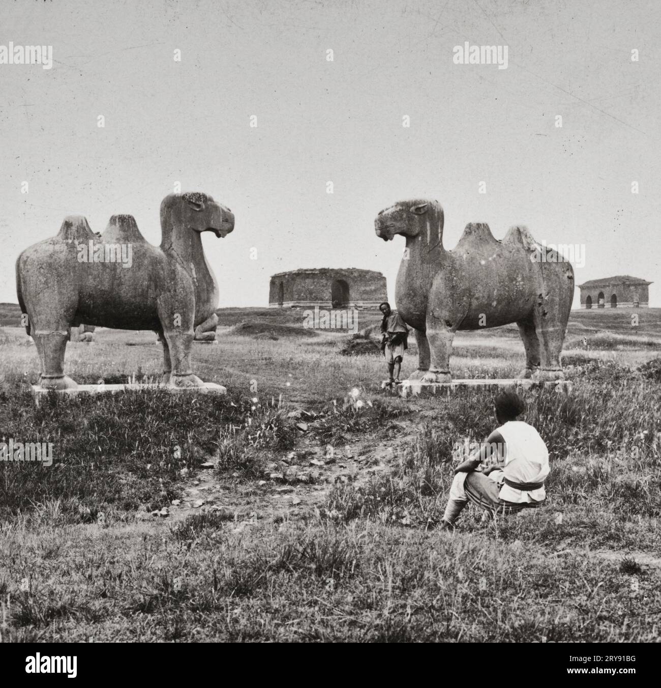 Stone camels on avenue leading to Tombs of the Kings, Nanking, China ...