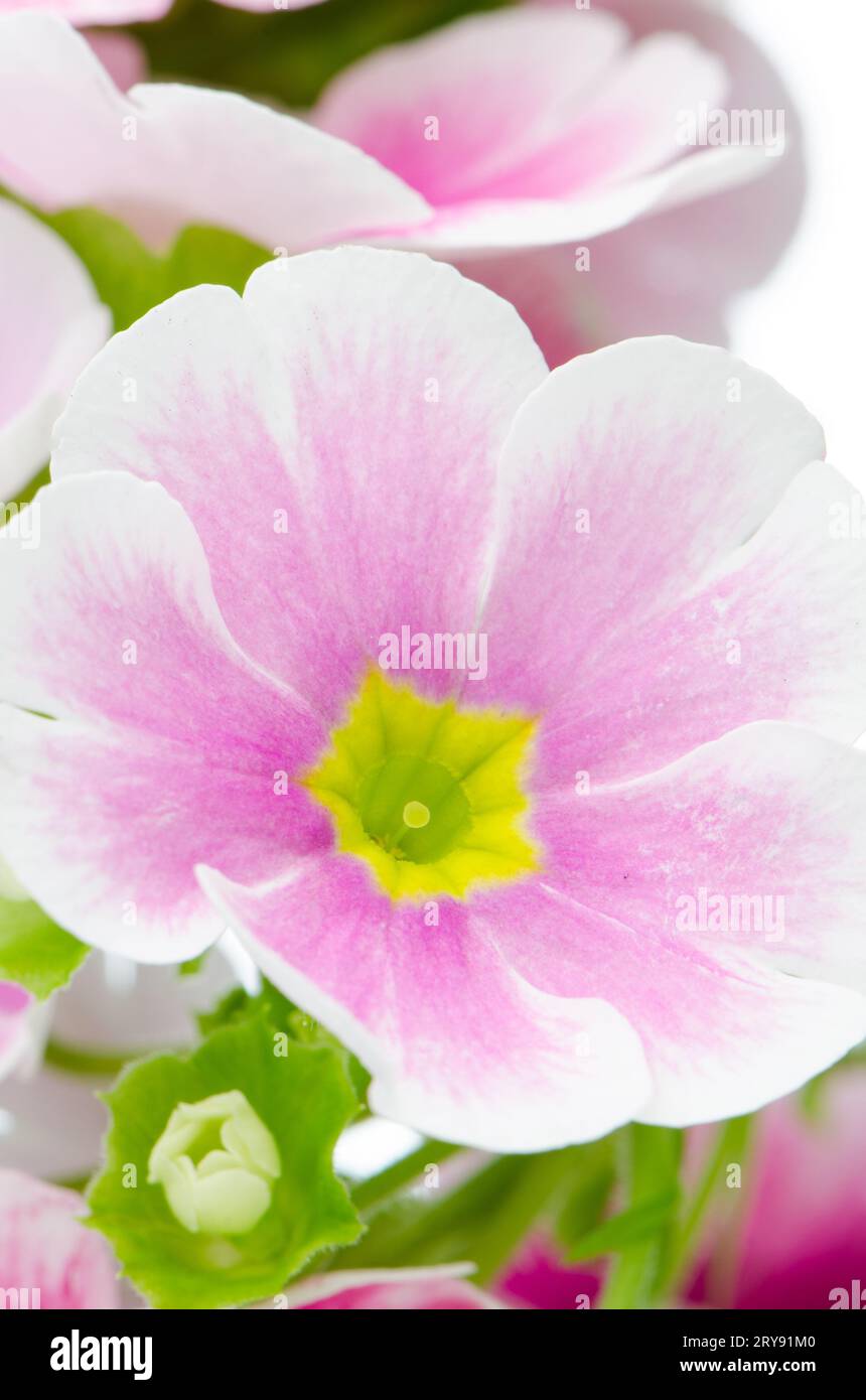 Closeup white primrose flowers hi-res stock photography and images - Alamy