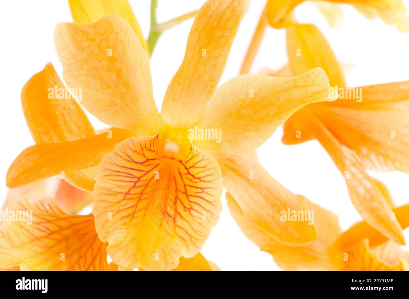 Orchid dendrobium blossoms flowers hi-res stock photography and images ...