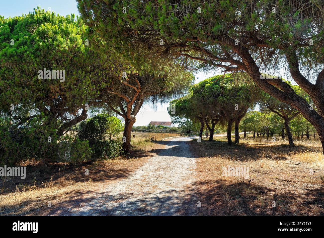 Stone pines (Pinus pinea), Quinta de marim, Ria Formosa nature park ...