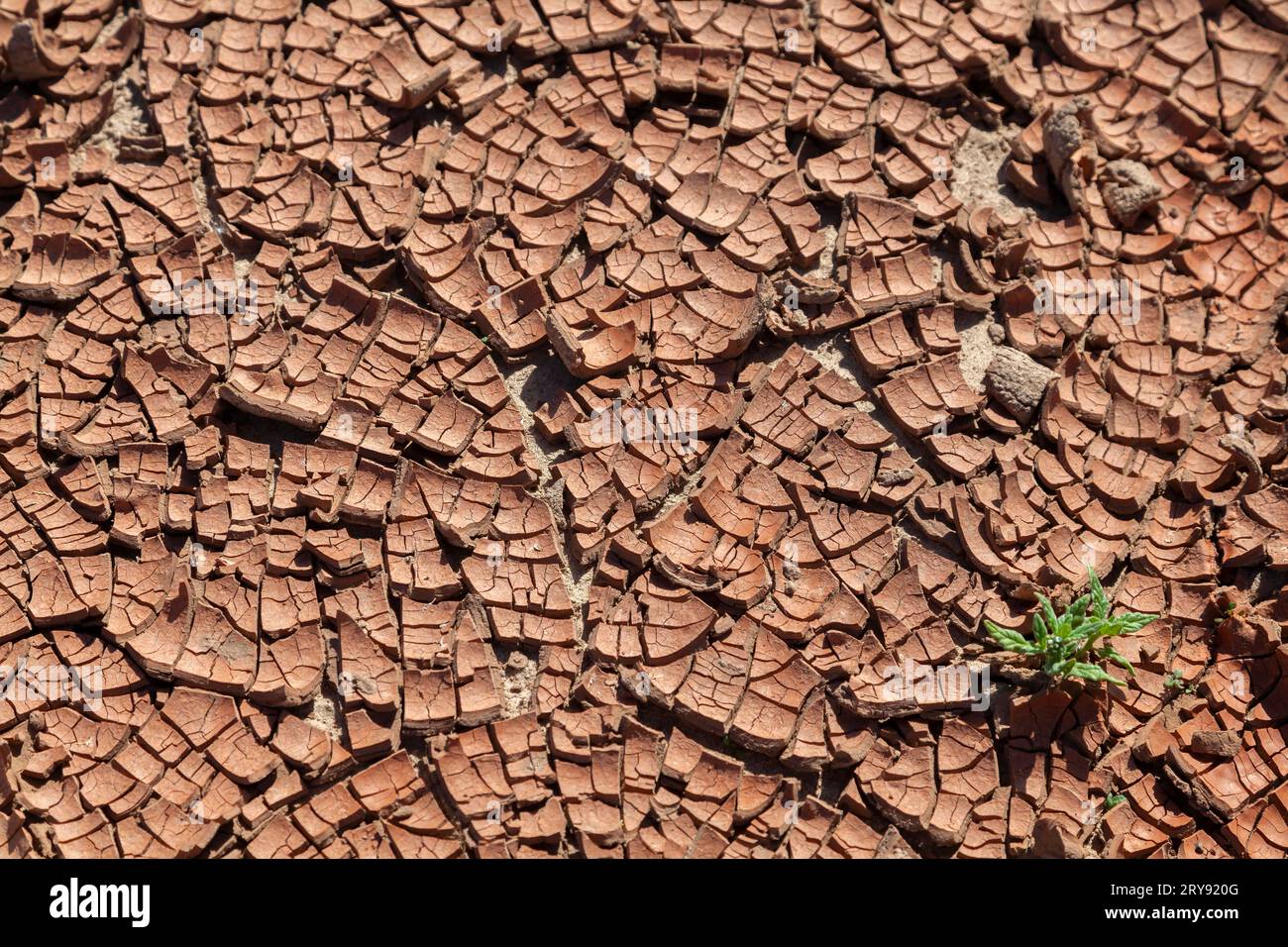 Green plant growing in parched torn up soil, Fuerteventura, Canary ...
